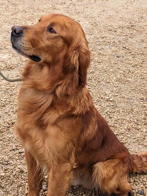 Meet the Parents – Rhode Island Goldens