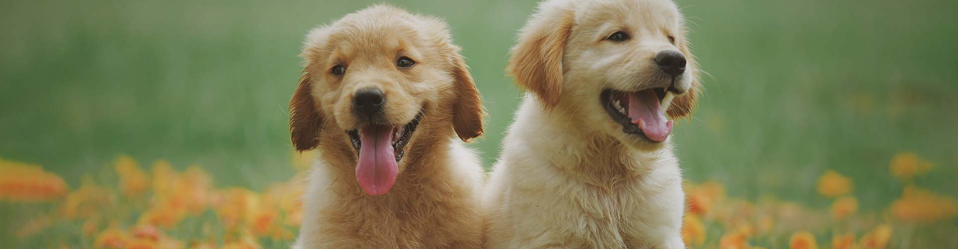 Available Puppies – Rhode Island Goldens